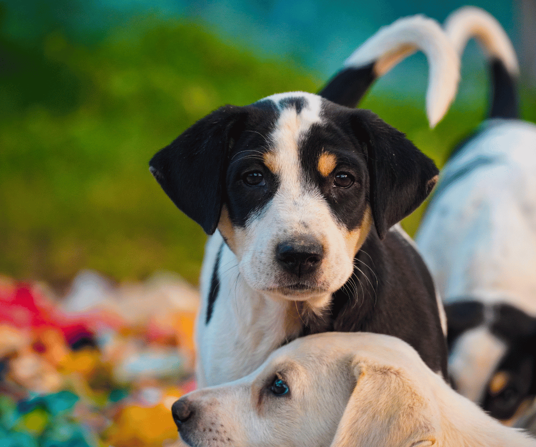 Legacy Animal Hospital FAQs