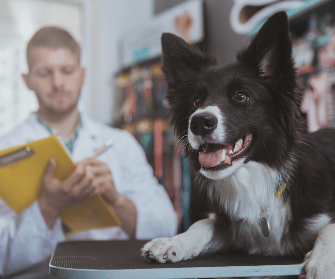 Pet Exams And Consultations In Goodyear, AZ 80206 | Legacy Animal Hospital